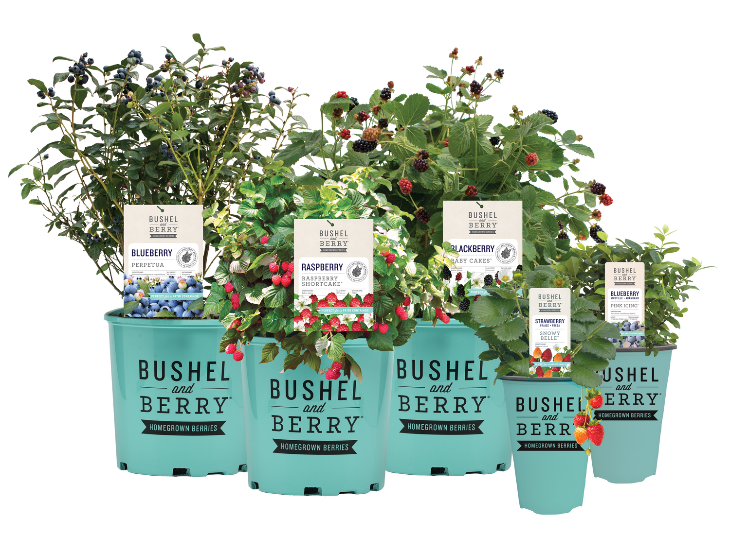 Where to Buy — Bushel and Berry®