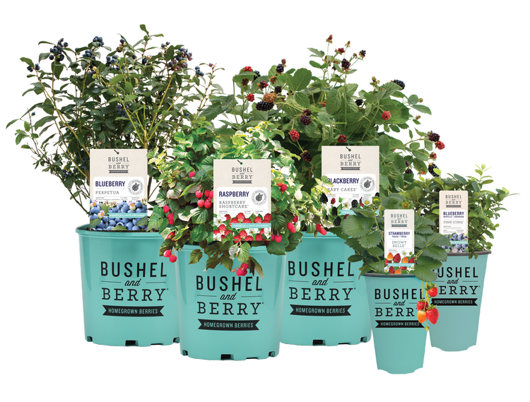 Bushel and Berry®