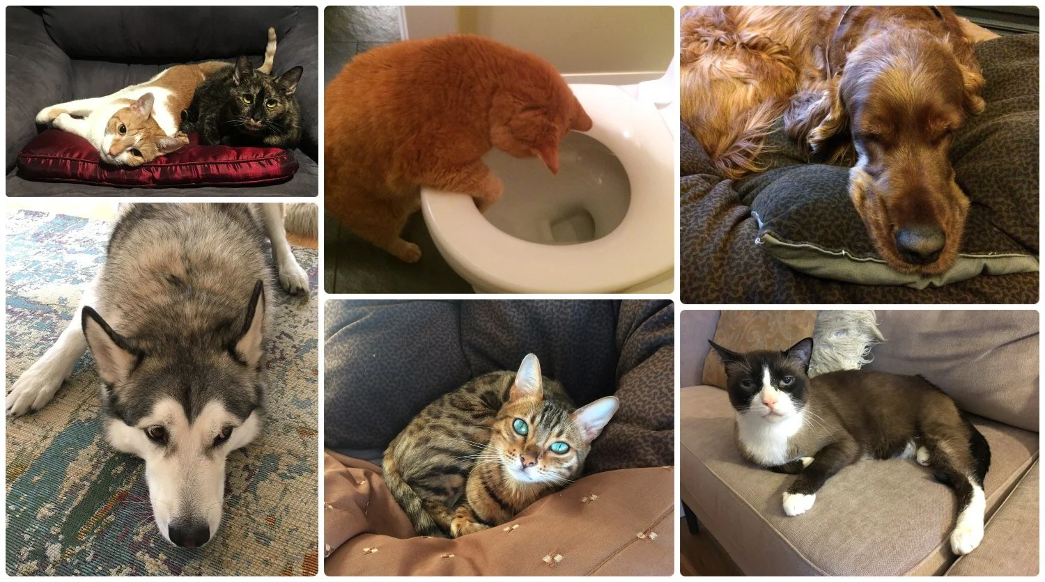 The Ultimate House Sitting Guide: Part 6 | Stories, Funny Moments, and ...