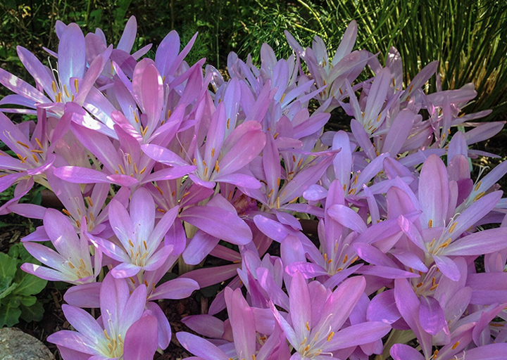 AUTUMN GARDEN — Vineyard Gardens