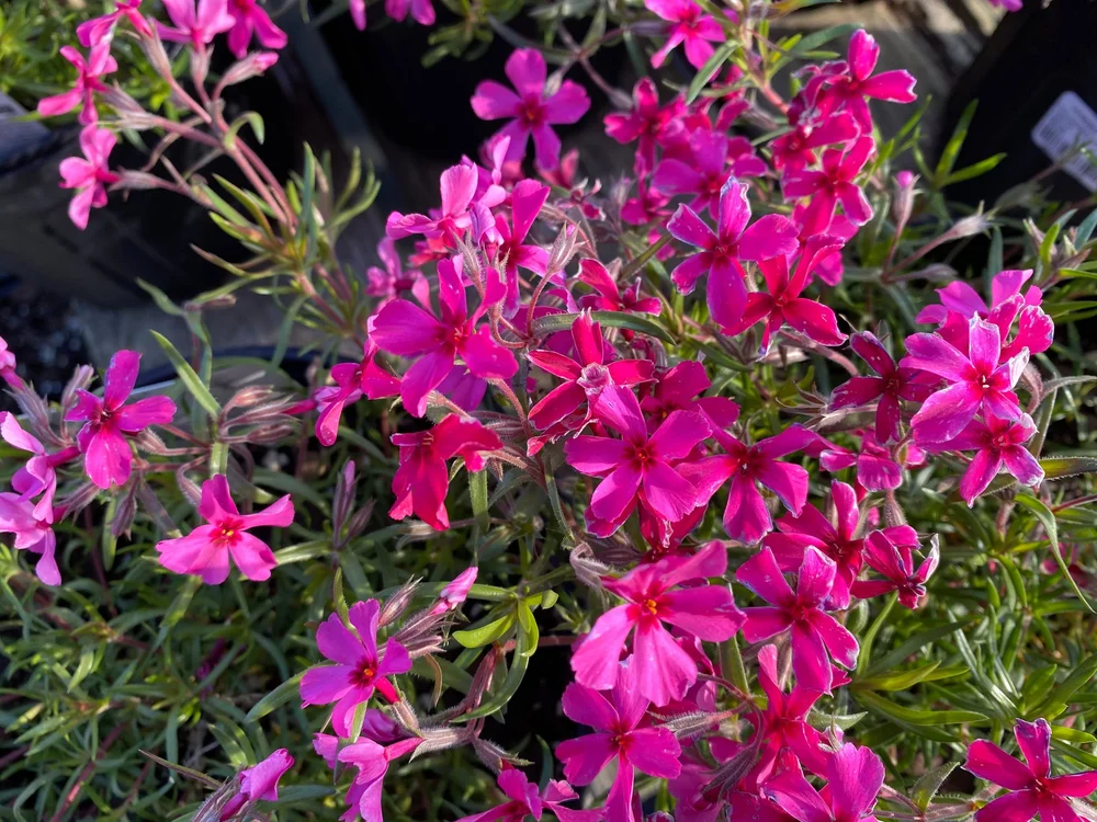 [PLANT PROFILE] CREEPING PHLOX — Vineyard Gardens