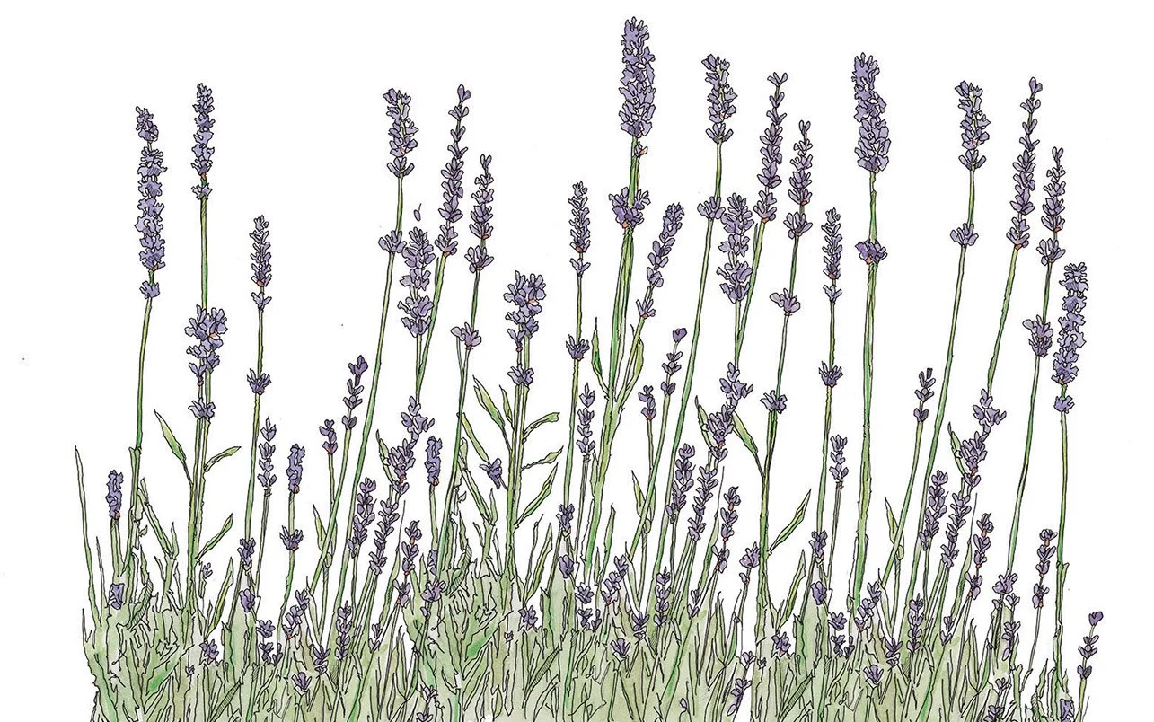 [PLANT PROFILE] LAVENDER — Vineyard Gardens