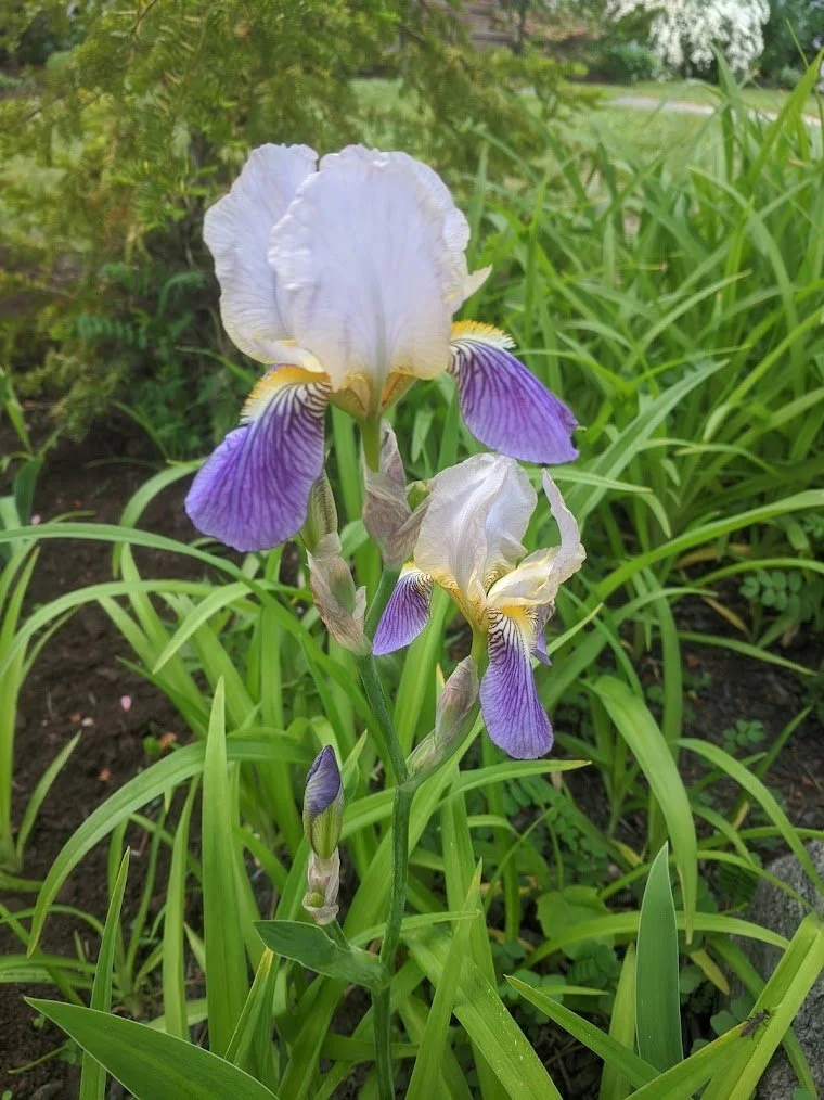 Are Iris Deer Resistant