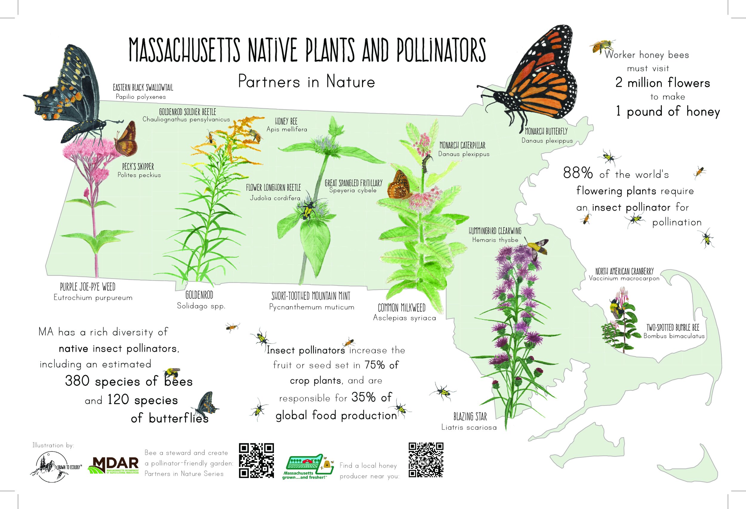 SHRUBS — Horticultural landscaping blog by Vineyard Gardens of West ...