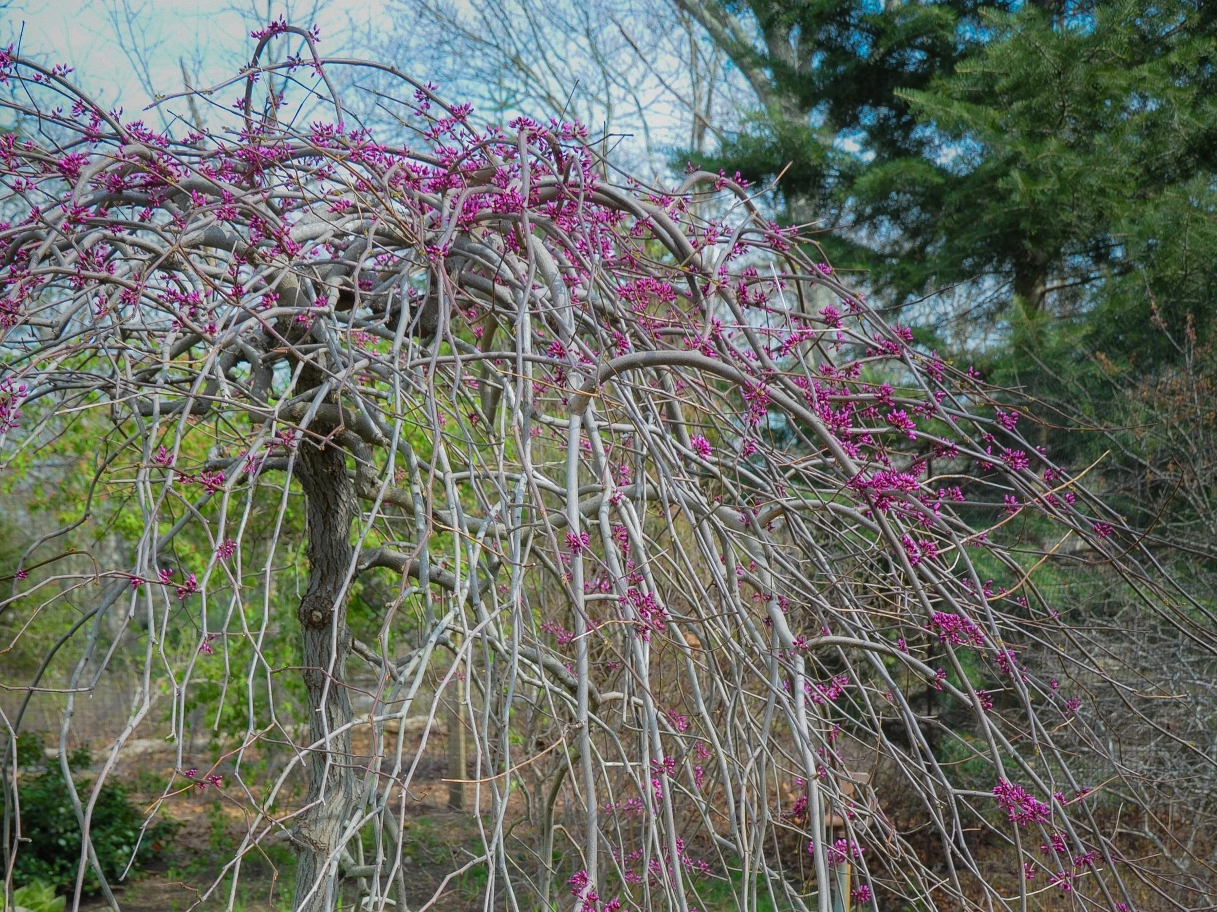 SHRUBS — Horticultural landscaping blog by Vineyard Gardens of West ...