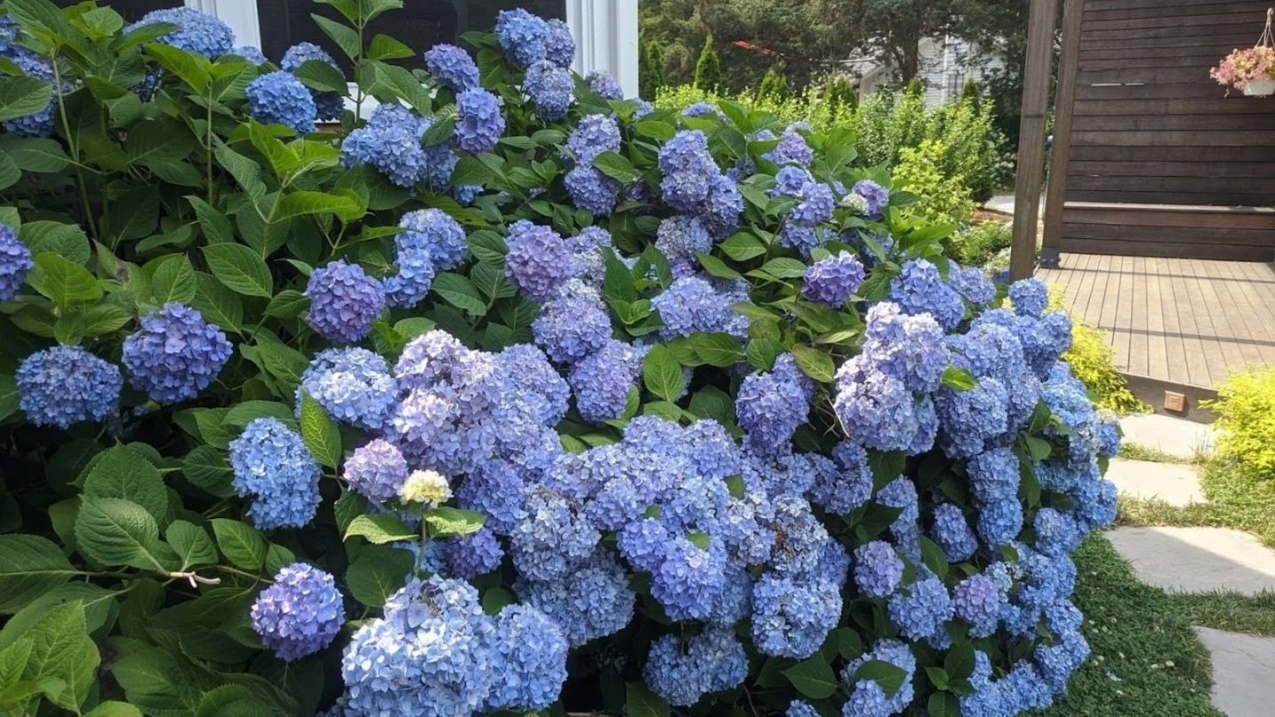 [PLANT PROFILE] HYDRANGEA MACROPHYLLA — Vineyard Gardens
