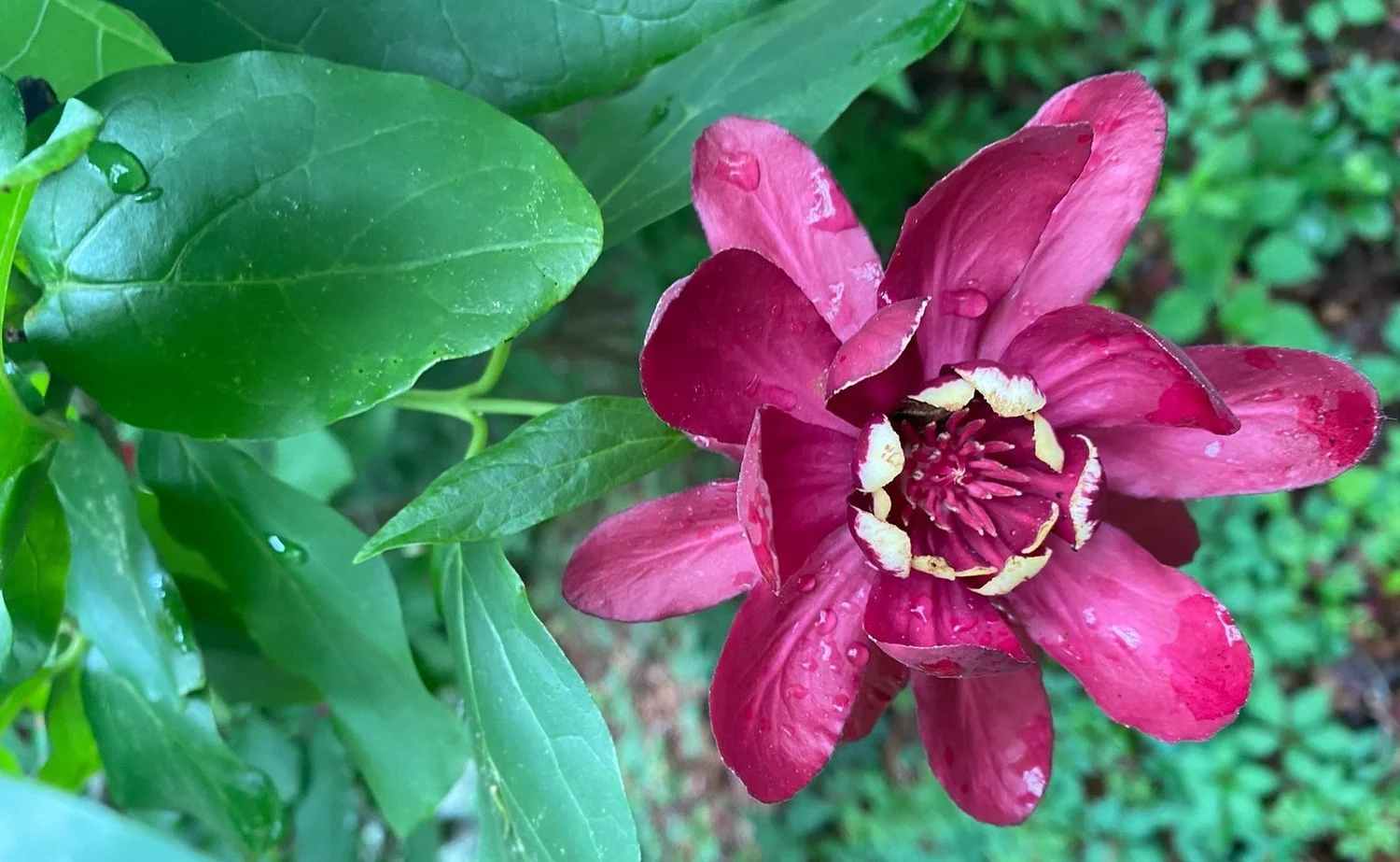 [PLANT PROFILE] CALYCANTHUS — Vineyard Gardens