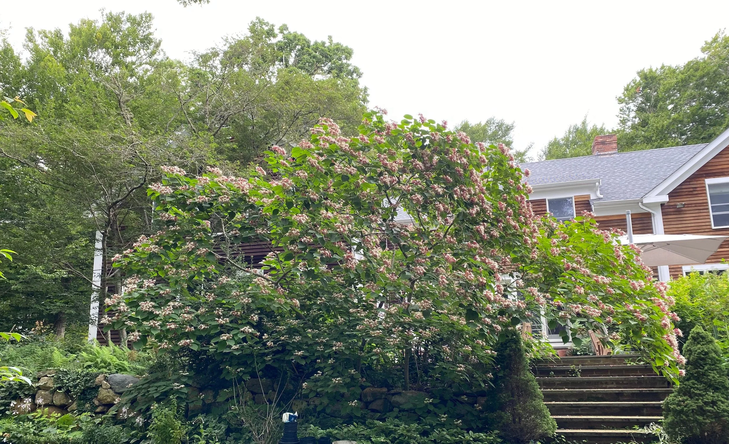 [PLANT PROFILE] CLERODENDRUM — Vineyard Gardens