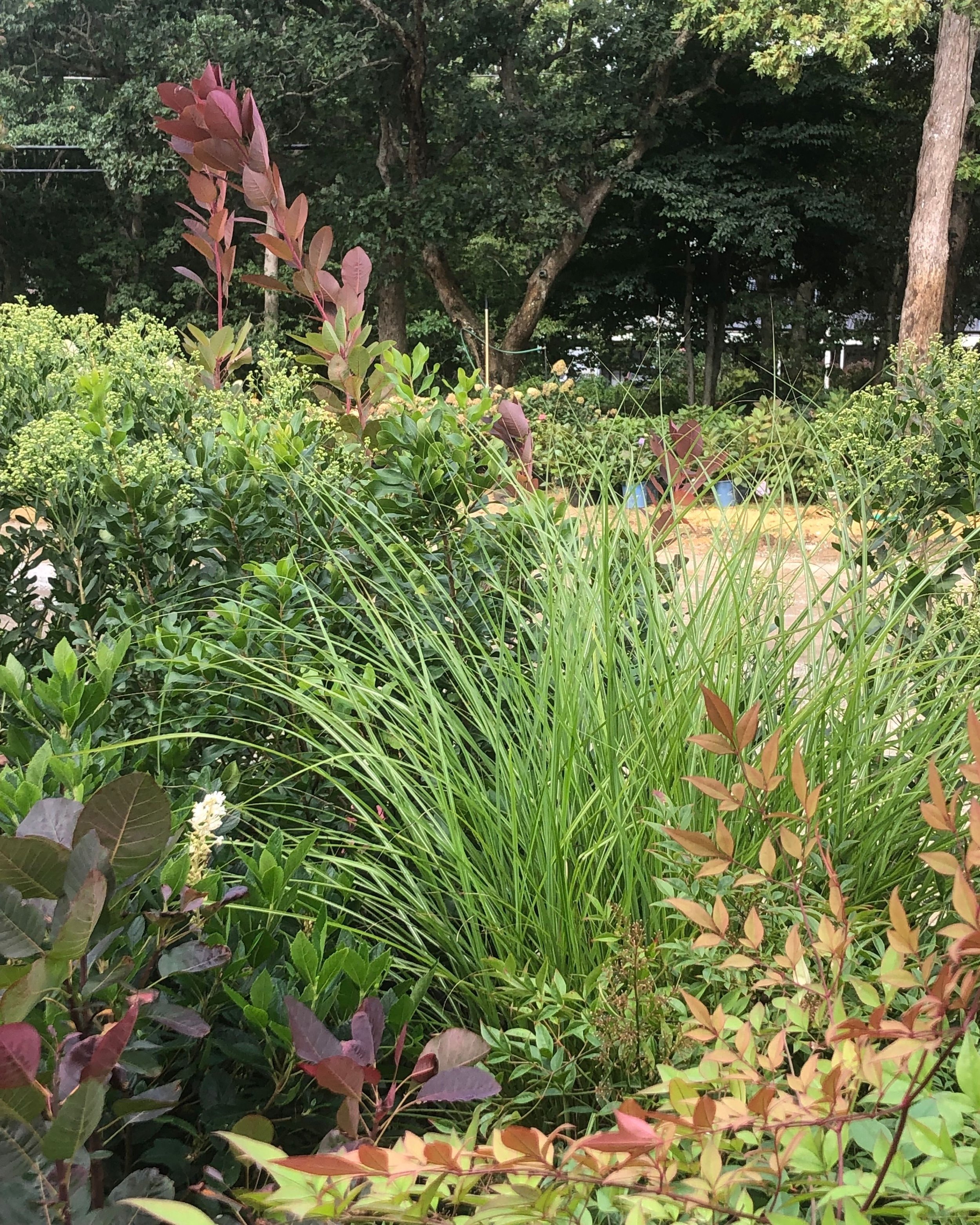 GRASSES — BLOG — Vineyard Gardens