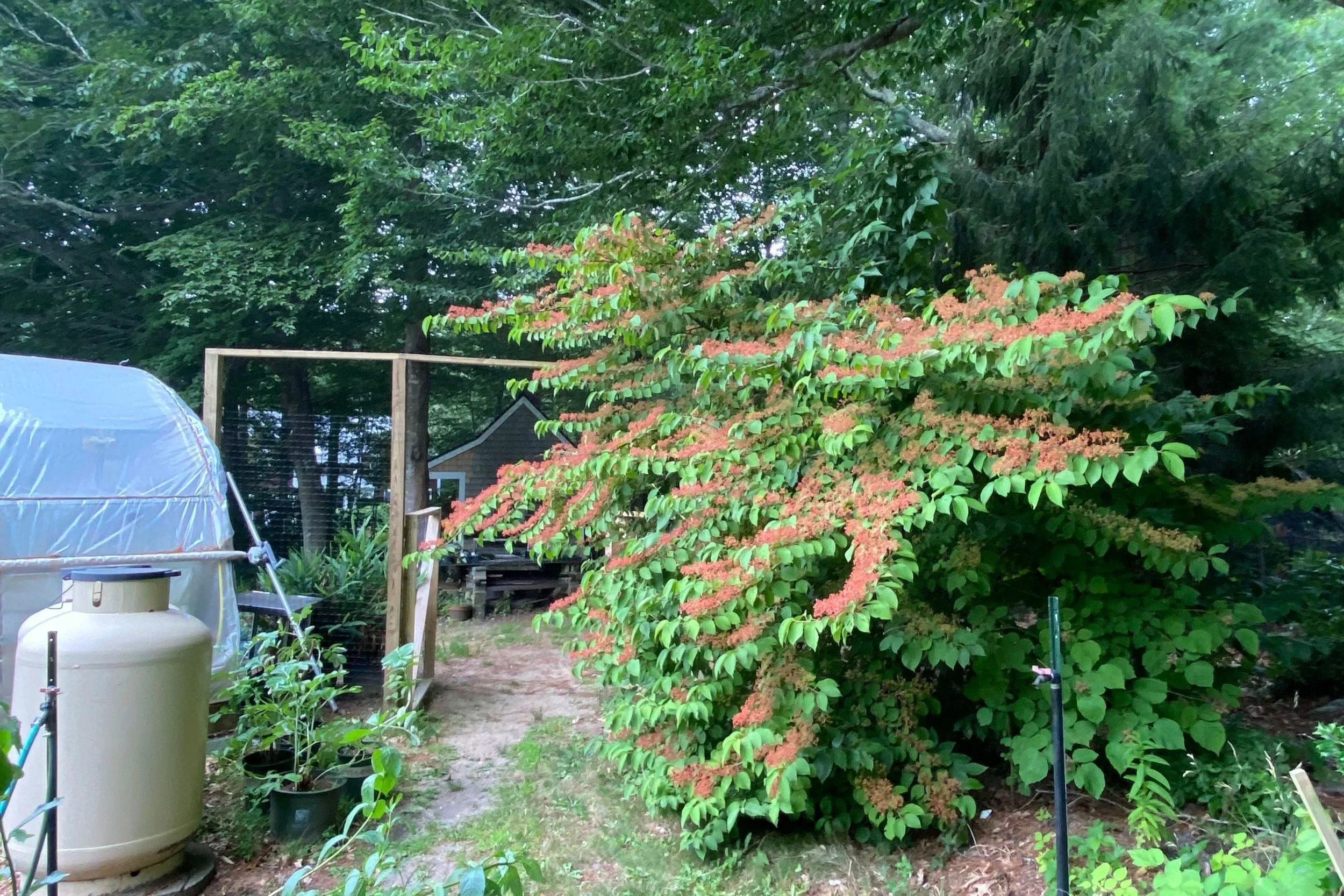 VIBURNUM — Vineyard Gardens