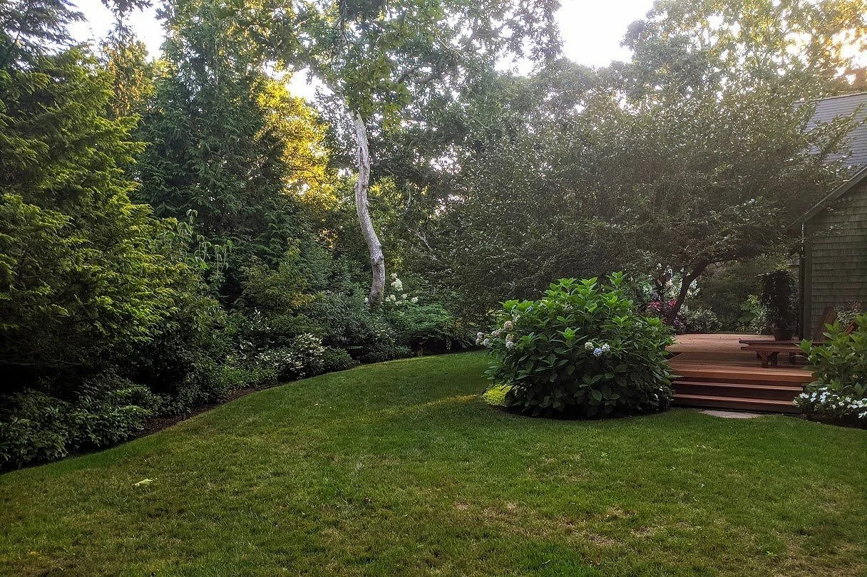 EVERGREENS FOR SCREENING — Vineyard Gardens