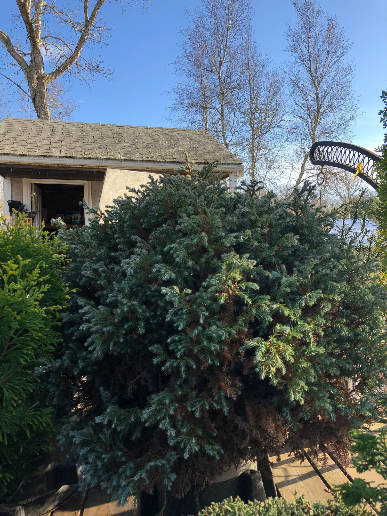 EVERGREENS FOR SCREENING — Vineyard Gardens