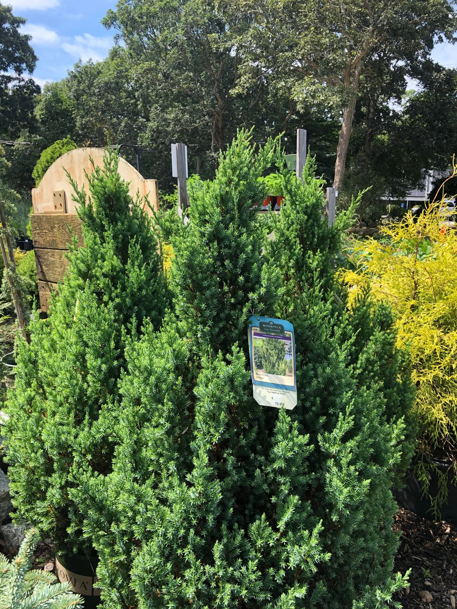 EVERGREENS FOR SCREENING — Vineyard Gardens