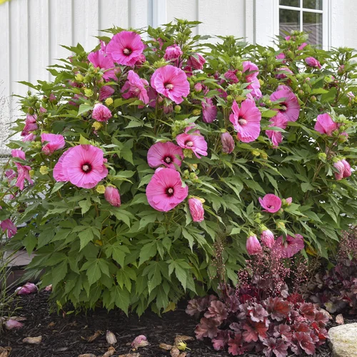 HIBISCUS — Vineyard Gardens