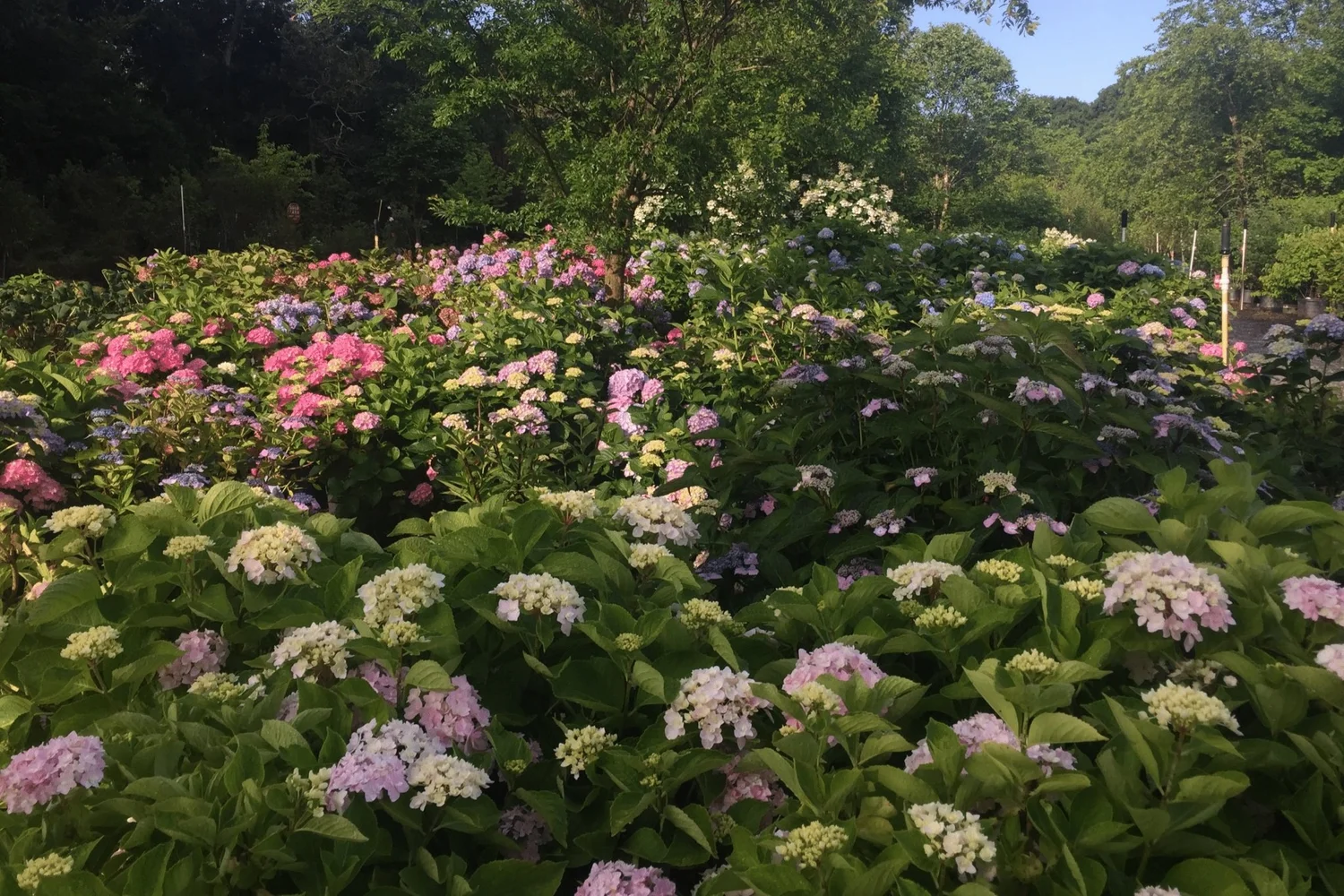 [PLANT PROFILE] HYDRANGEA MACROPHYLLA — Vineyard Gardens