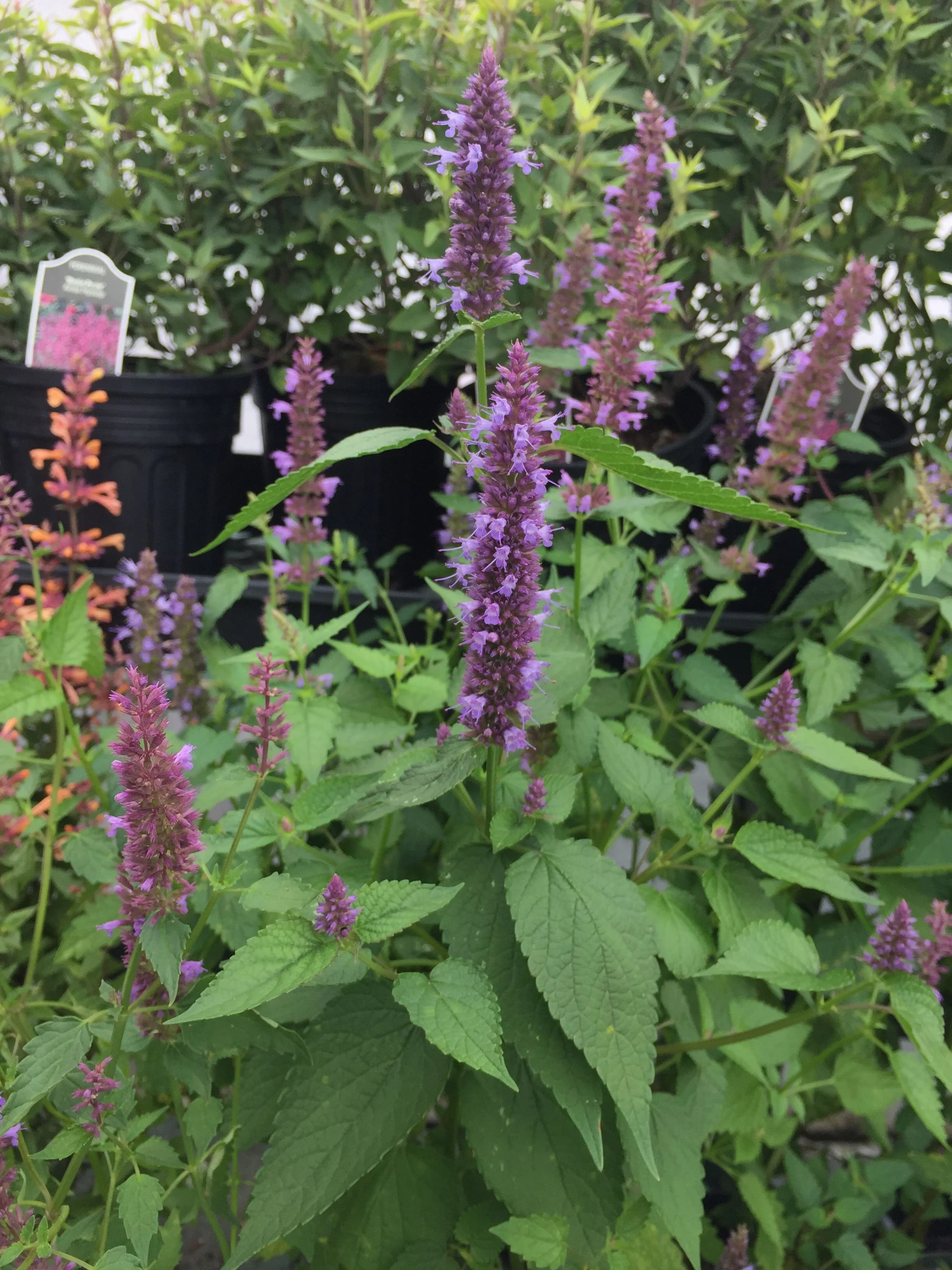 [PLANT PROFILE] AGASTACHE — Vineyard Gardens