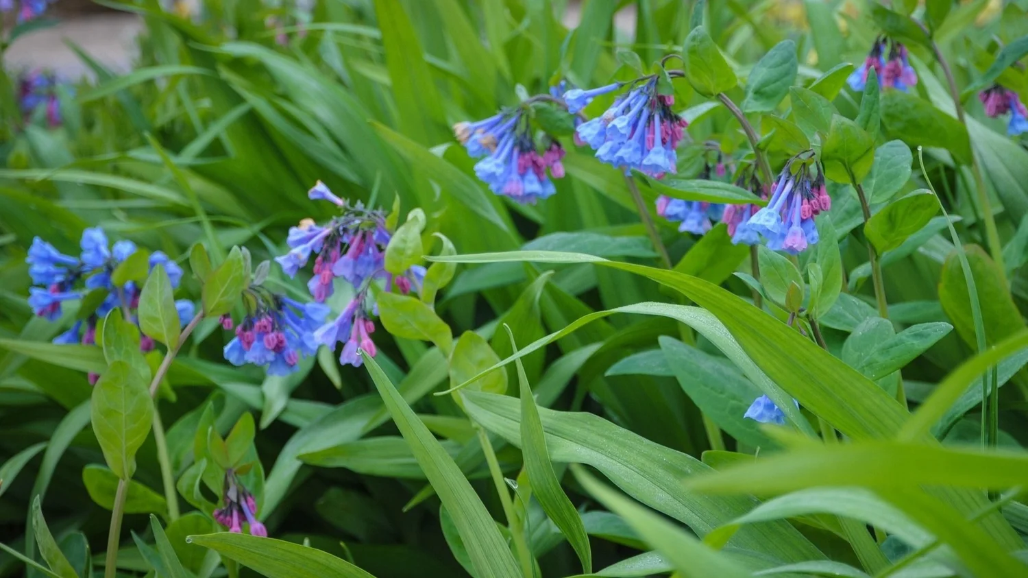 PERENNIAL GROUNDCOVERS — Vineyard Gardens
