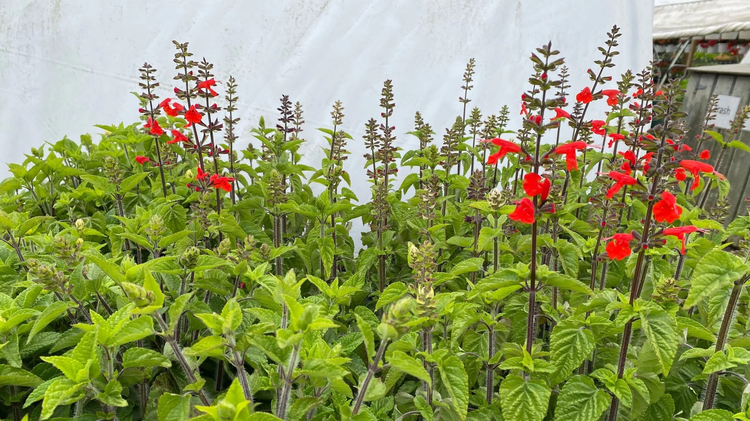 Lady In Red Salvia