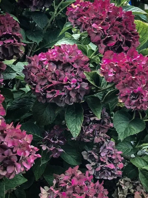 [PLANT PROFILE] HYDRANGEA MACROPHYLLA — Vineyard Gardens