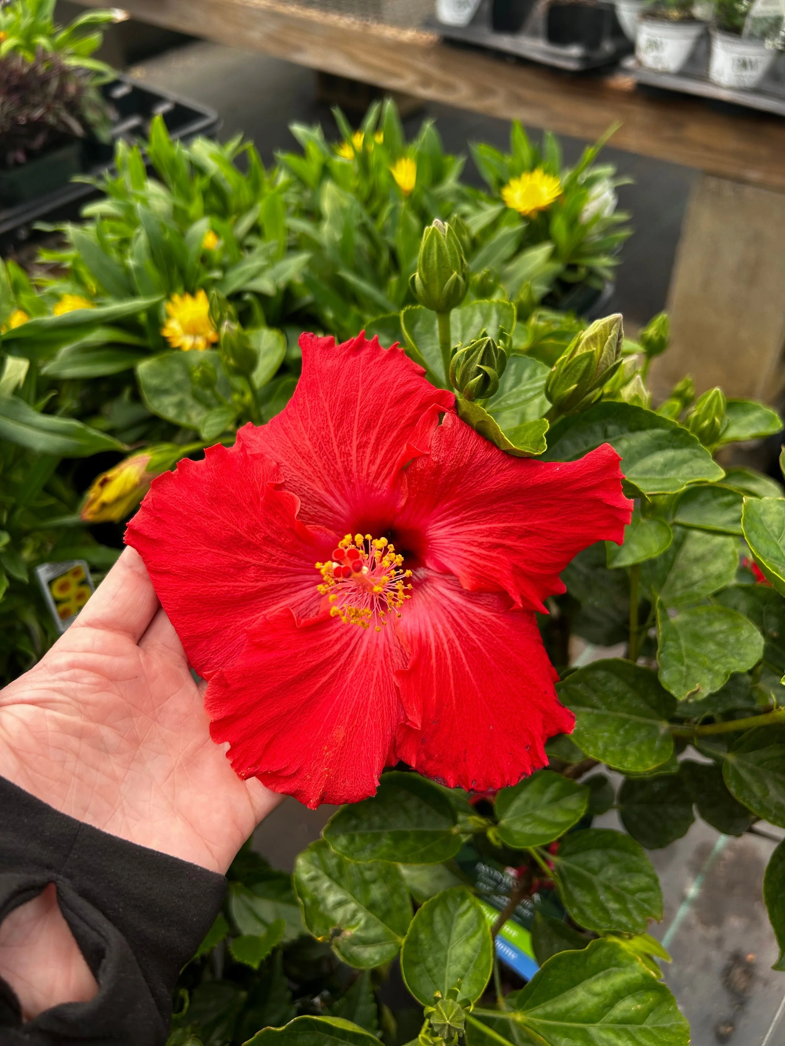[PLANT PROFILE] HIBISCUS — Vineyard Gardens