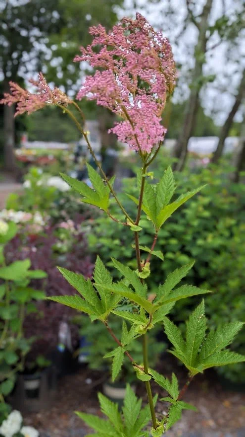 filipendula — Vineyard Gardens