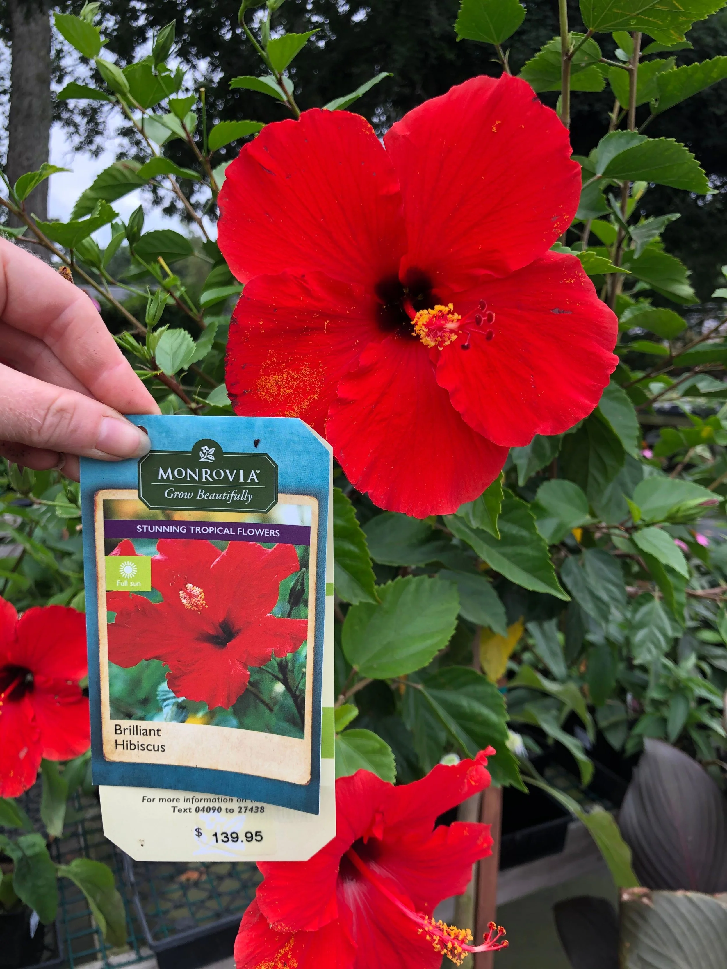 [PLANT PROFILE] HIBISCUS — Vineyard Gardens