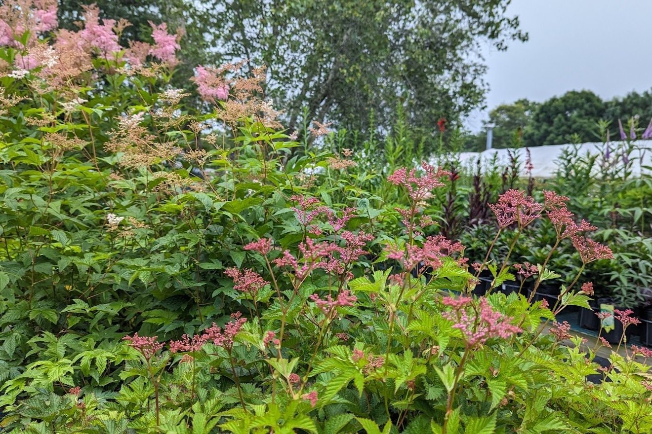 filipendula — Vineyard Gardens