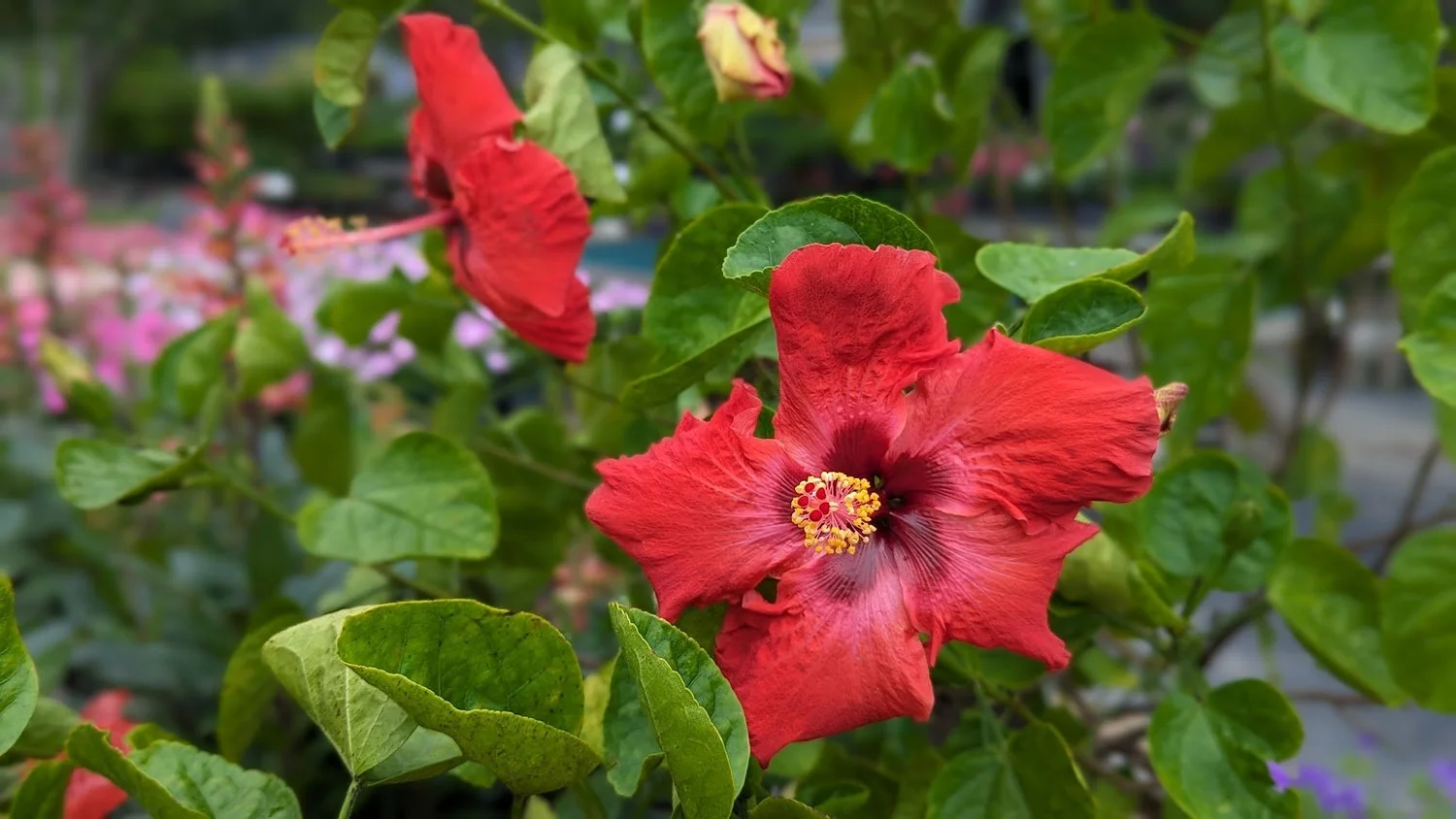 HIBISCUS — Vineyard Gardens