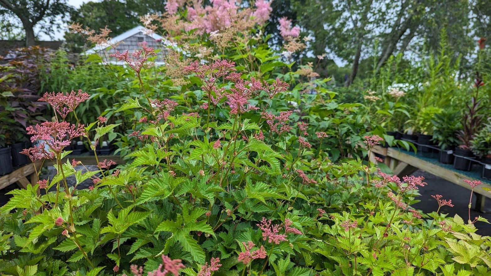 filipendula — Vineyard Gardens