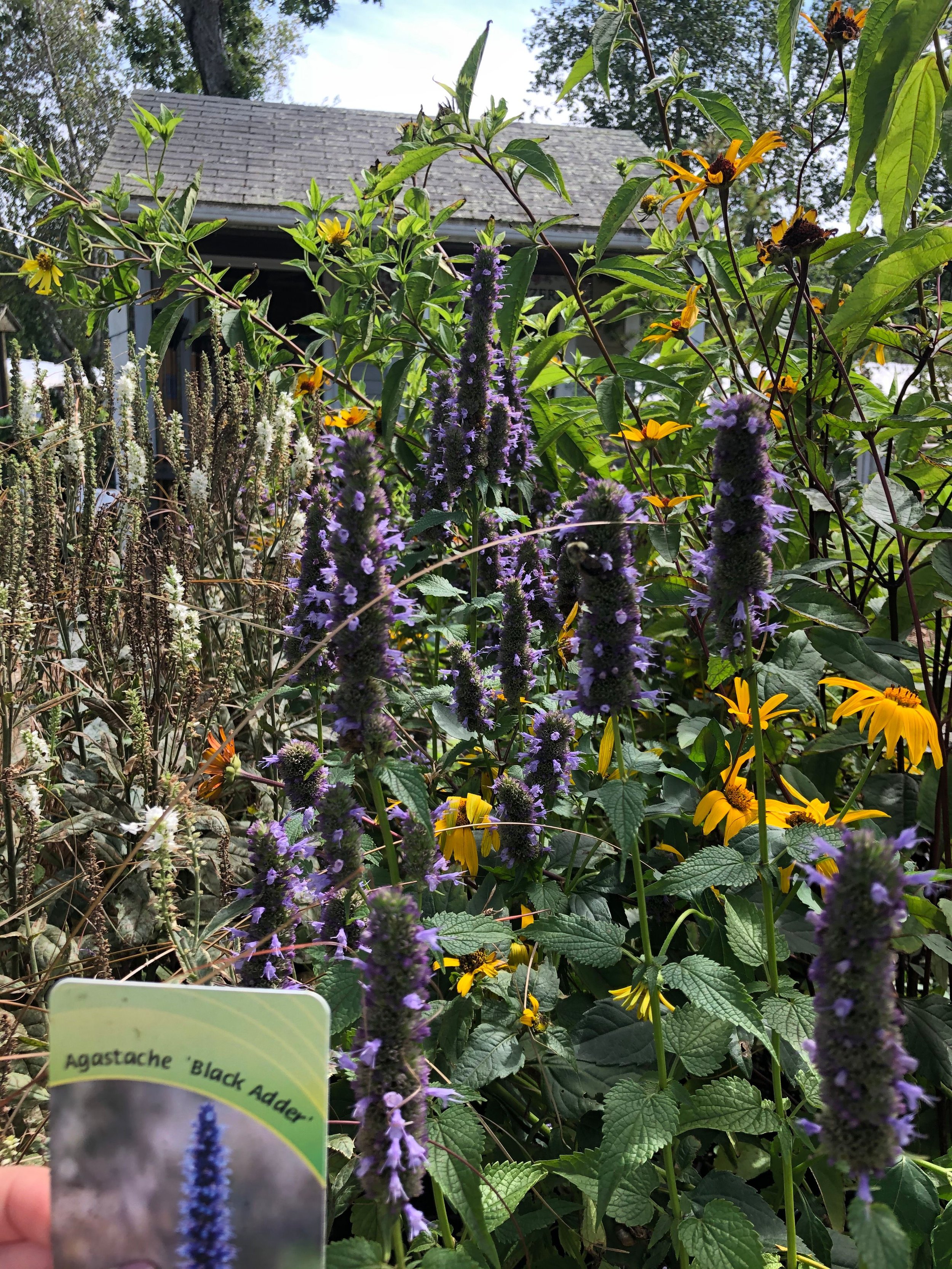 [PLANT PROFILE] AGASTACHE — Vineyard Gardens
