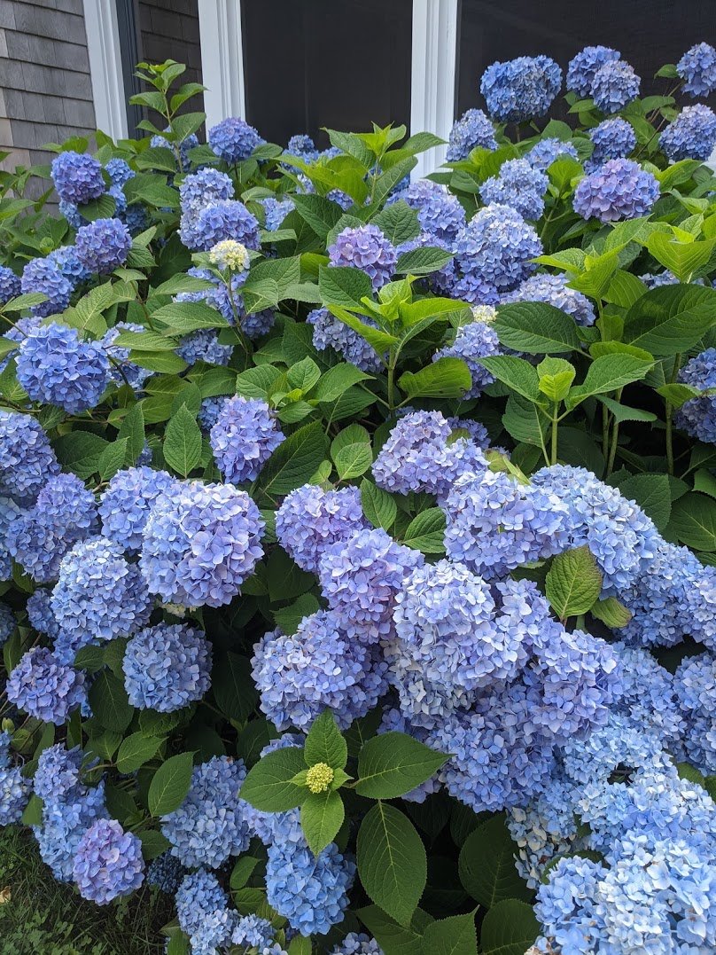 [PLANT PROFILE] HYDRANGEA MACROPHYLLA — Vineyard Gardens