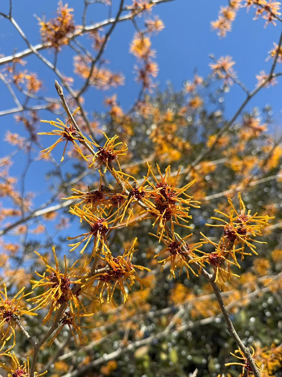 WITCH HAZEL — Vineyard Gardens