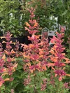 [PLANT PROFILE] AGASTACHE — Vineyard Gardens