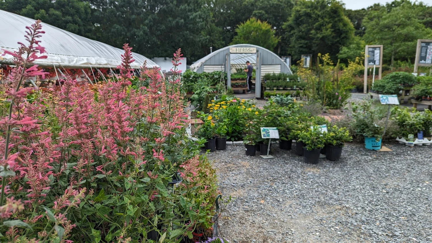 [PLANT PROFILE] AGASTACHE — Vineyard Gardens