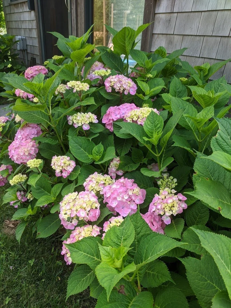 [PLANT PROFILE] HYDRANGEA MACROPHYLLA — Vineyard Gardens