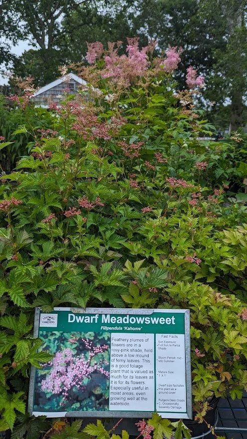 filipendula — Vineyard Gardens