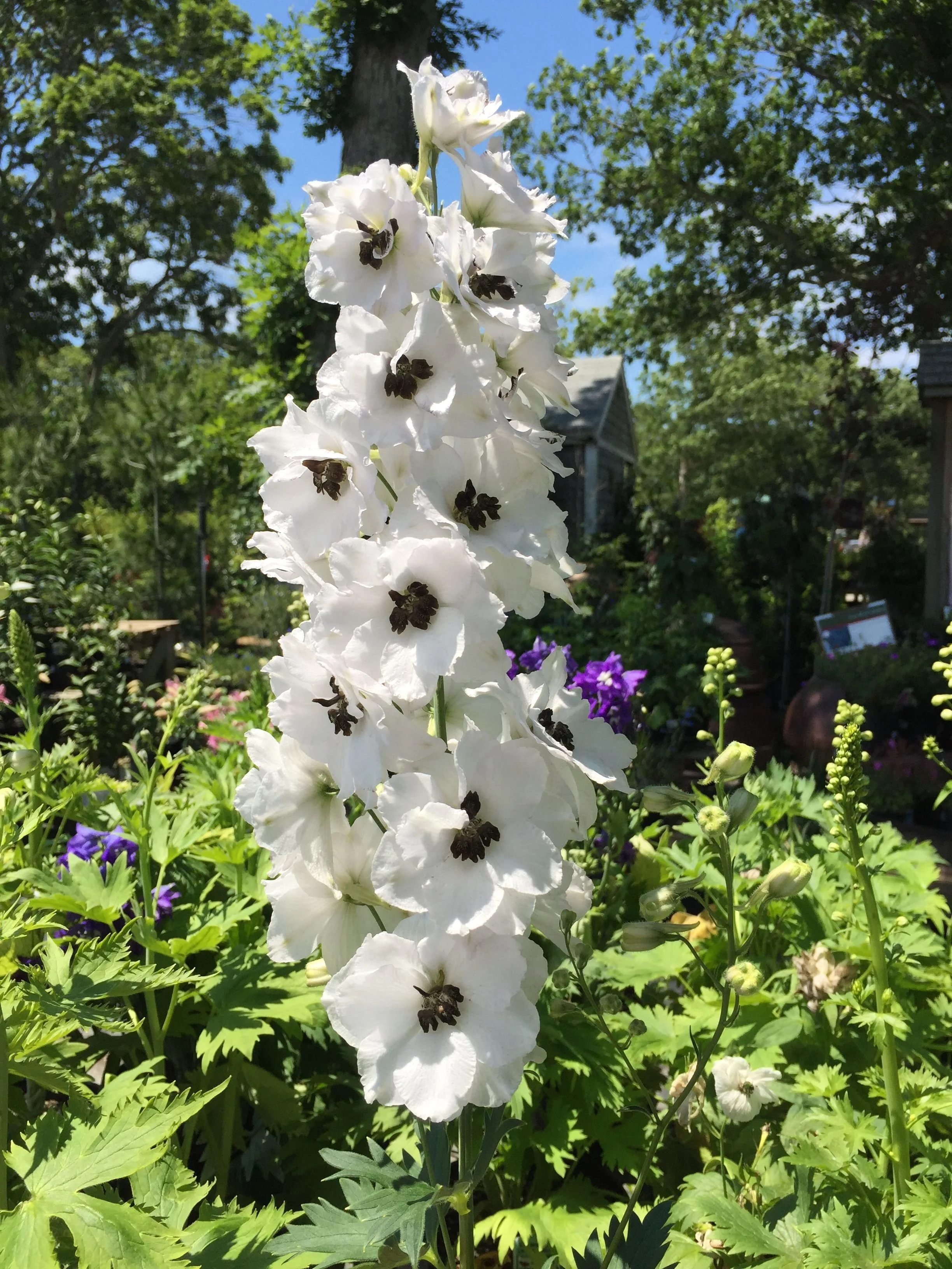 DELPHINIUMS — Vineyard Gardens