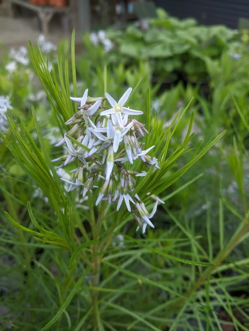 AMSONIA — Vineyard Gardens