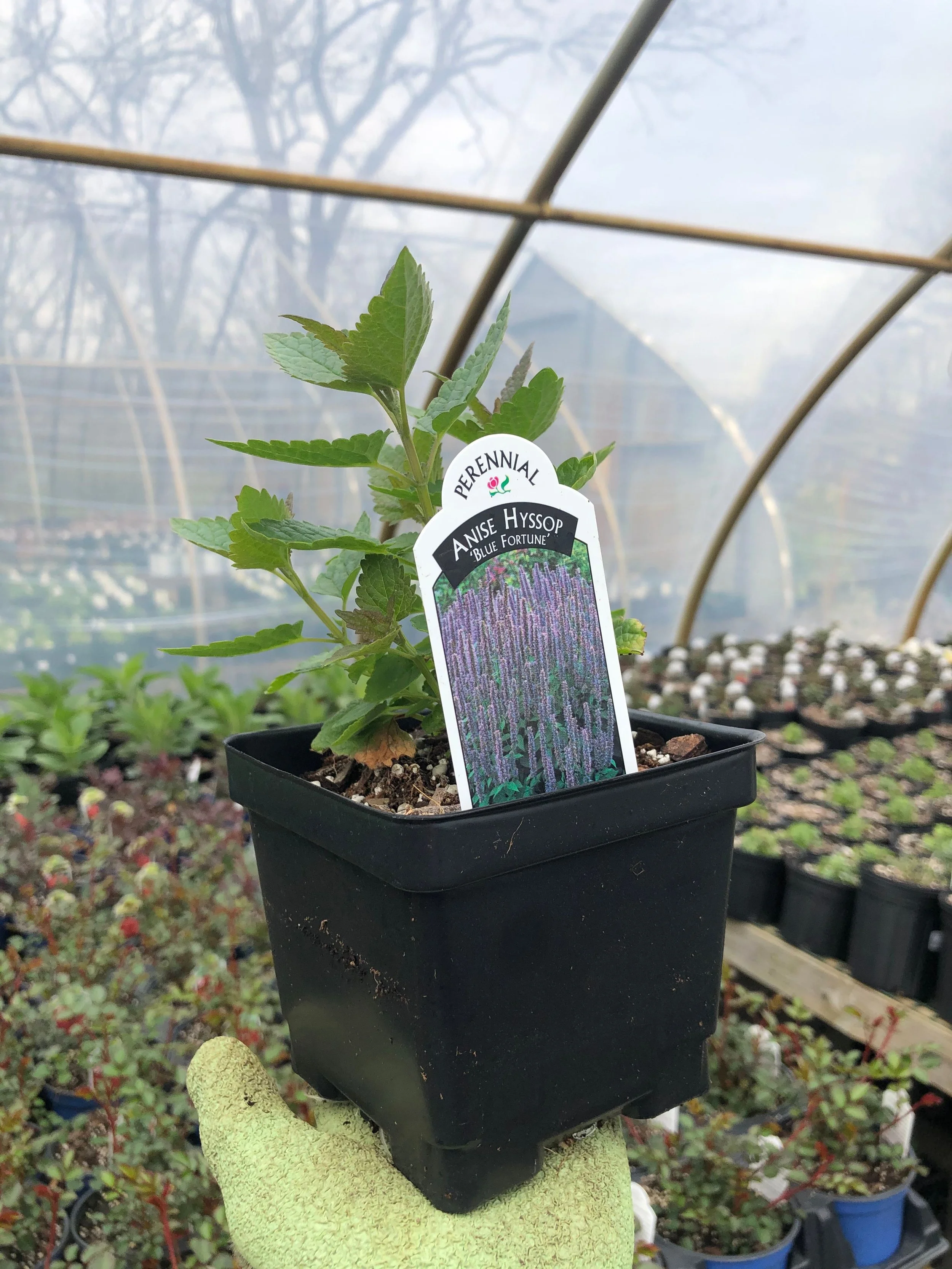 [PLANT PROFILE] AGASTACHE — Vineyard Gardens