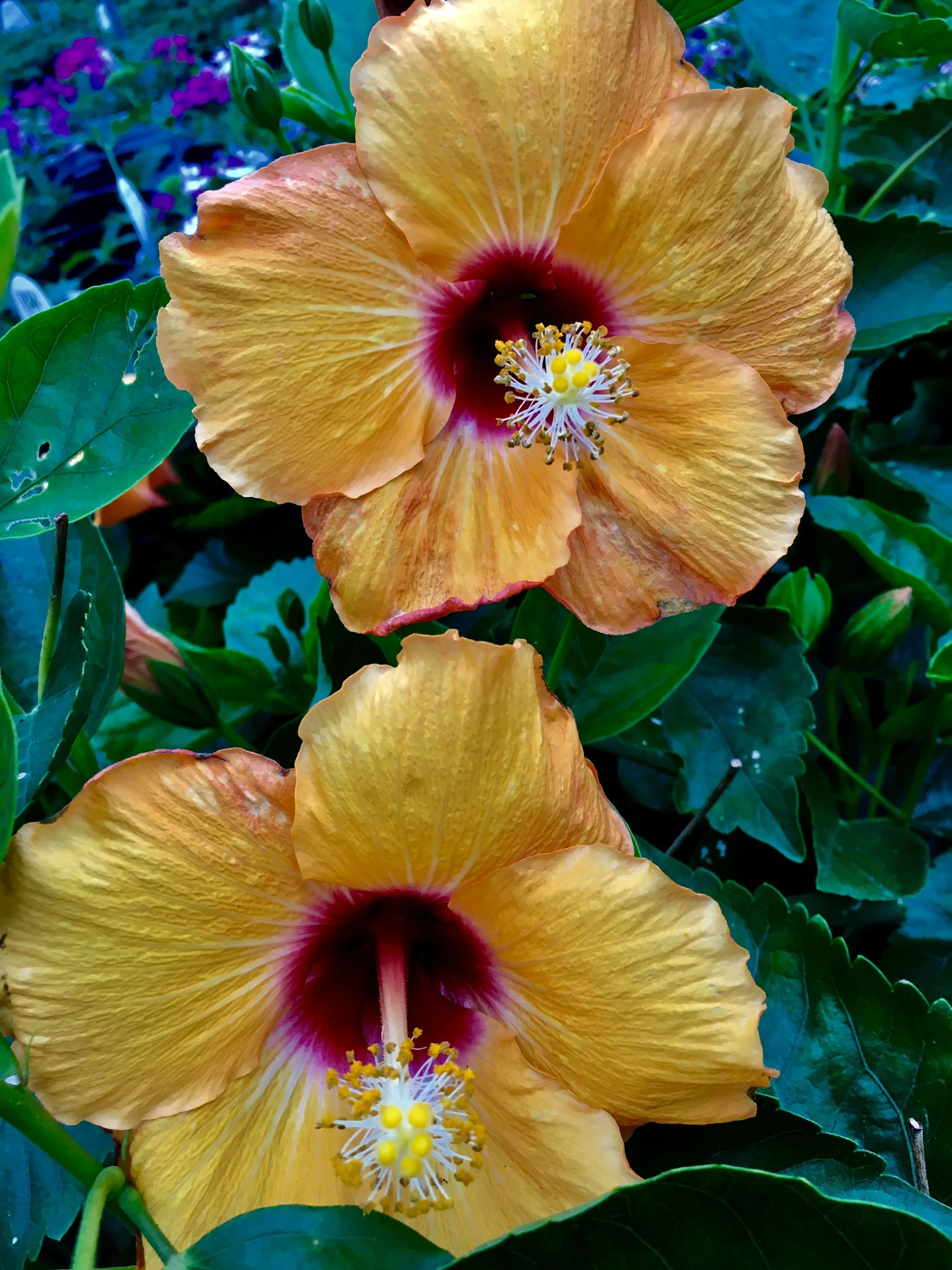 [PLANT PROFILE] HIBISCUS — Vineyard Gardens