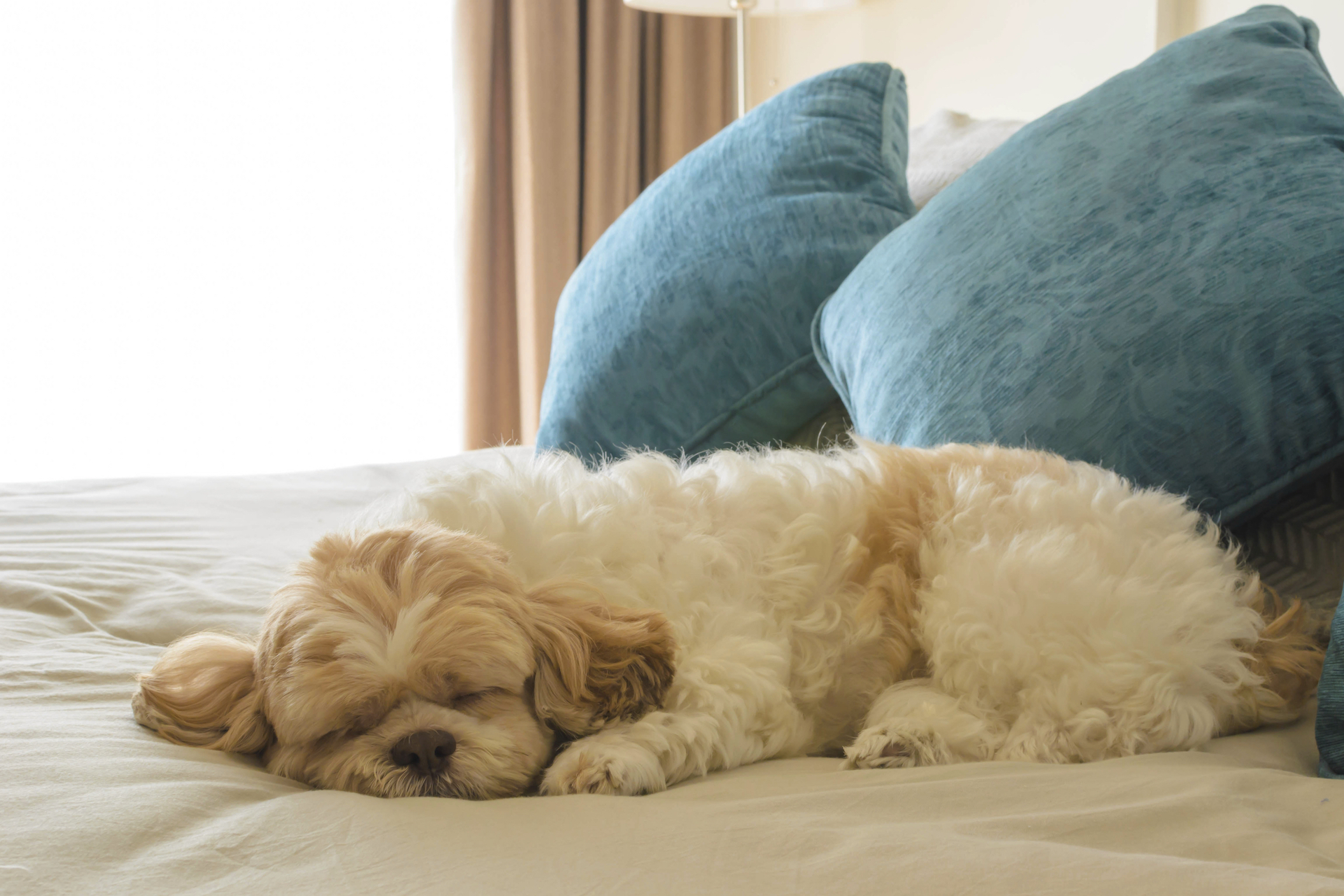 Dog Friendly Hotels In Bar Harbor Bar Harbor Regency