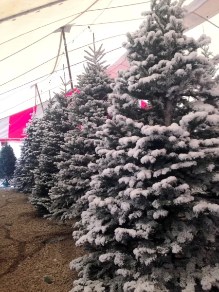 Santa's Christmas Trees