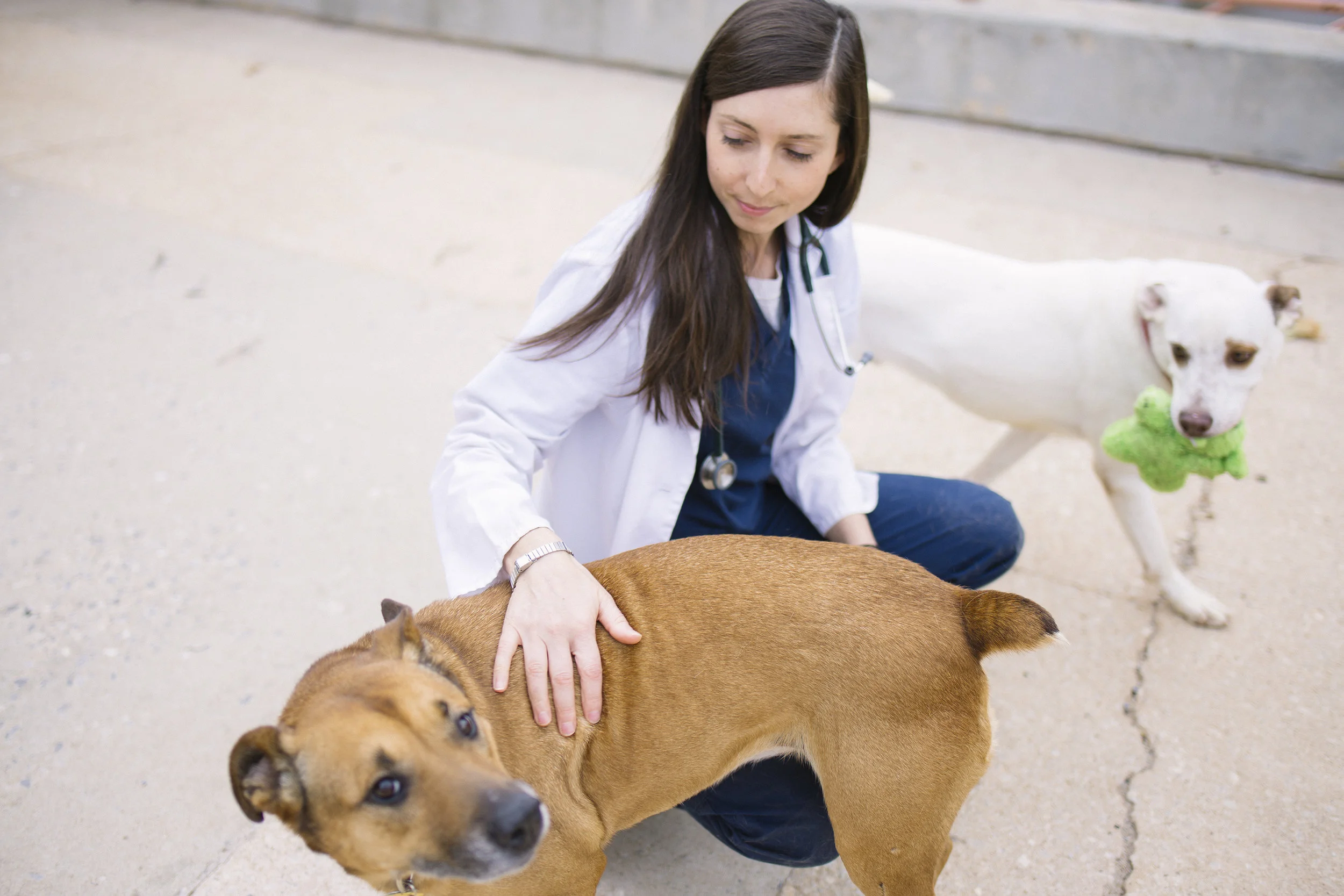 Services — Pet Friends Veterinary Hospital OKC