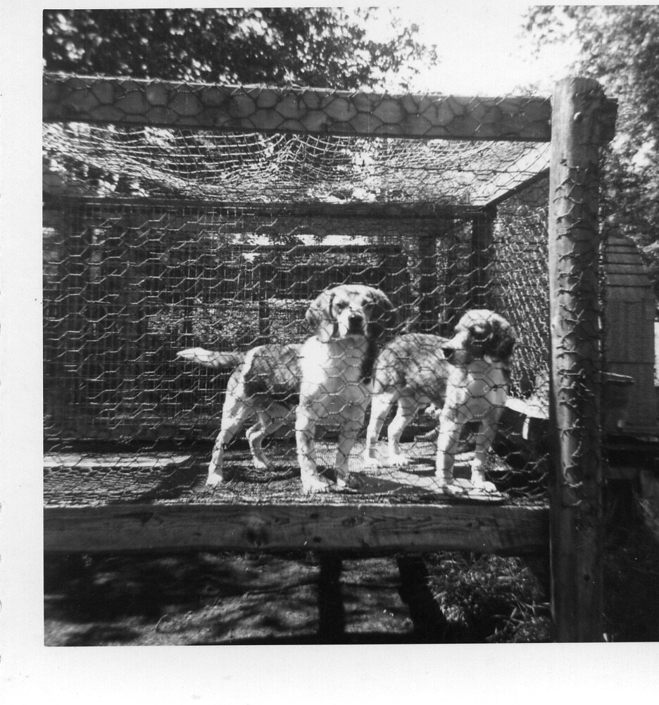 President of the Lake Superior Beagle Club - Eugene Timothy Hanley ...