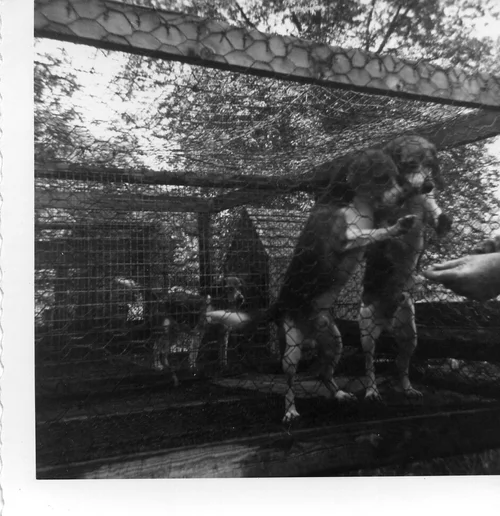President of the Lake Superior Beagle Club - Eugene Timothy Hanley ...