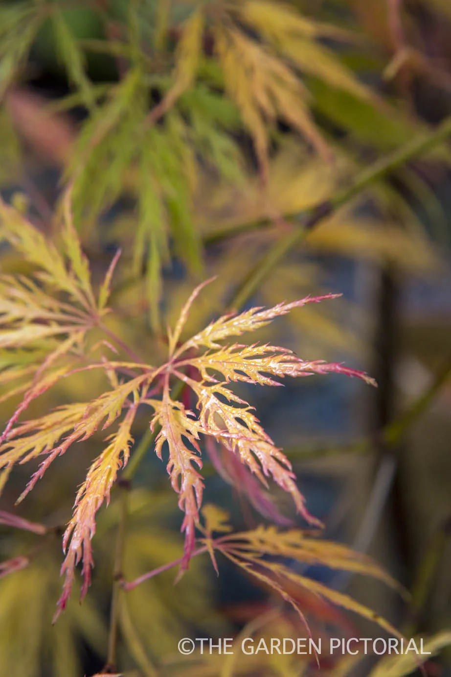 Acer Corner — The Garden Pictorial