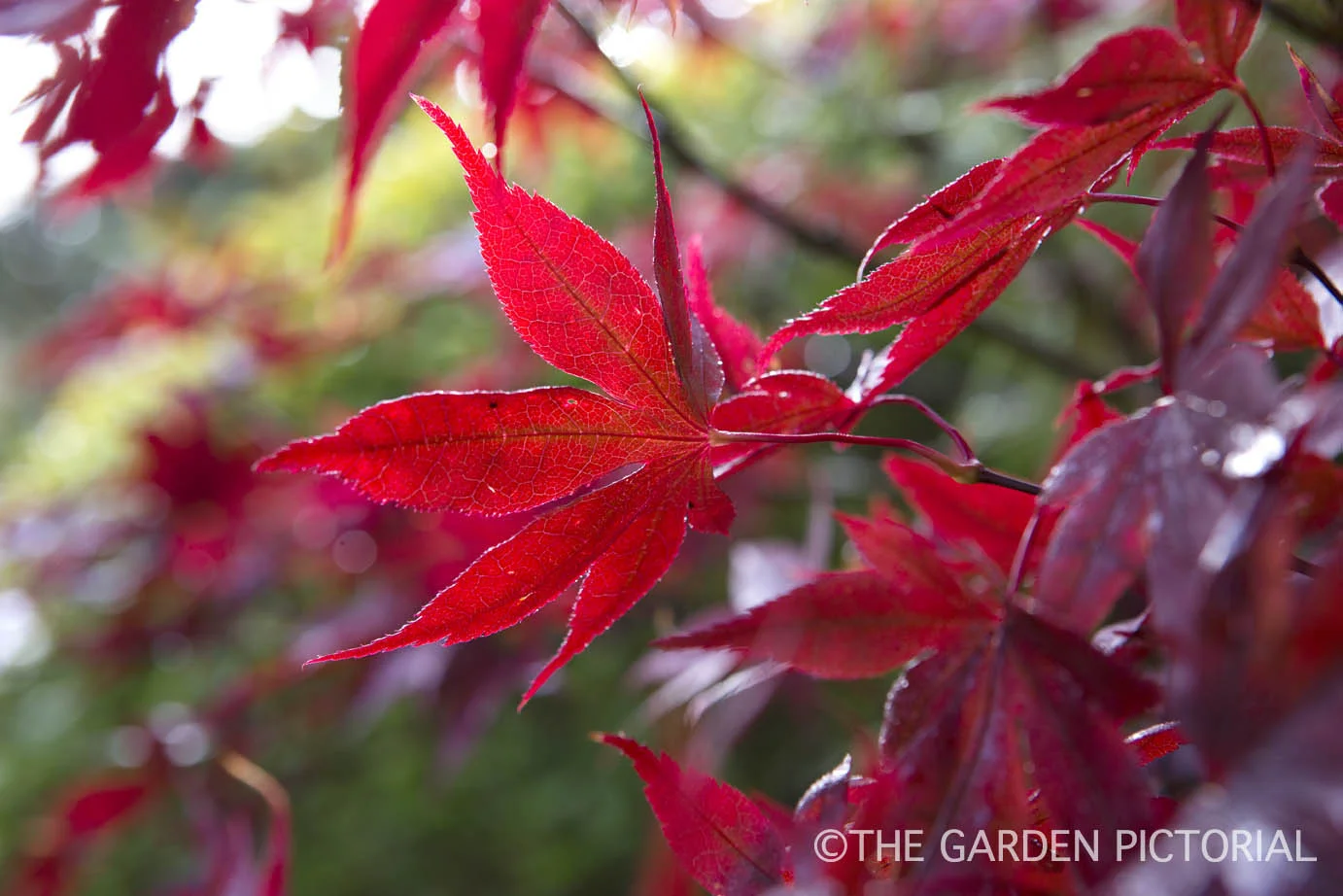 Acer Corner — The Garden Pictorial