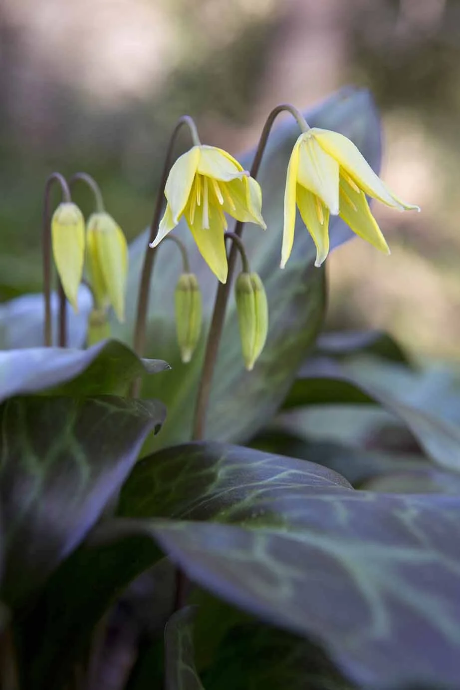 A Suburban Alpine Garden — The Garden Pictorial
