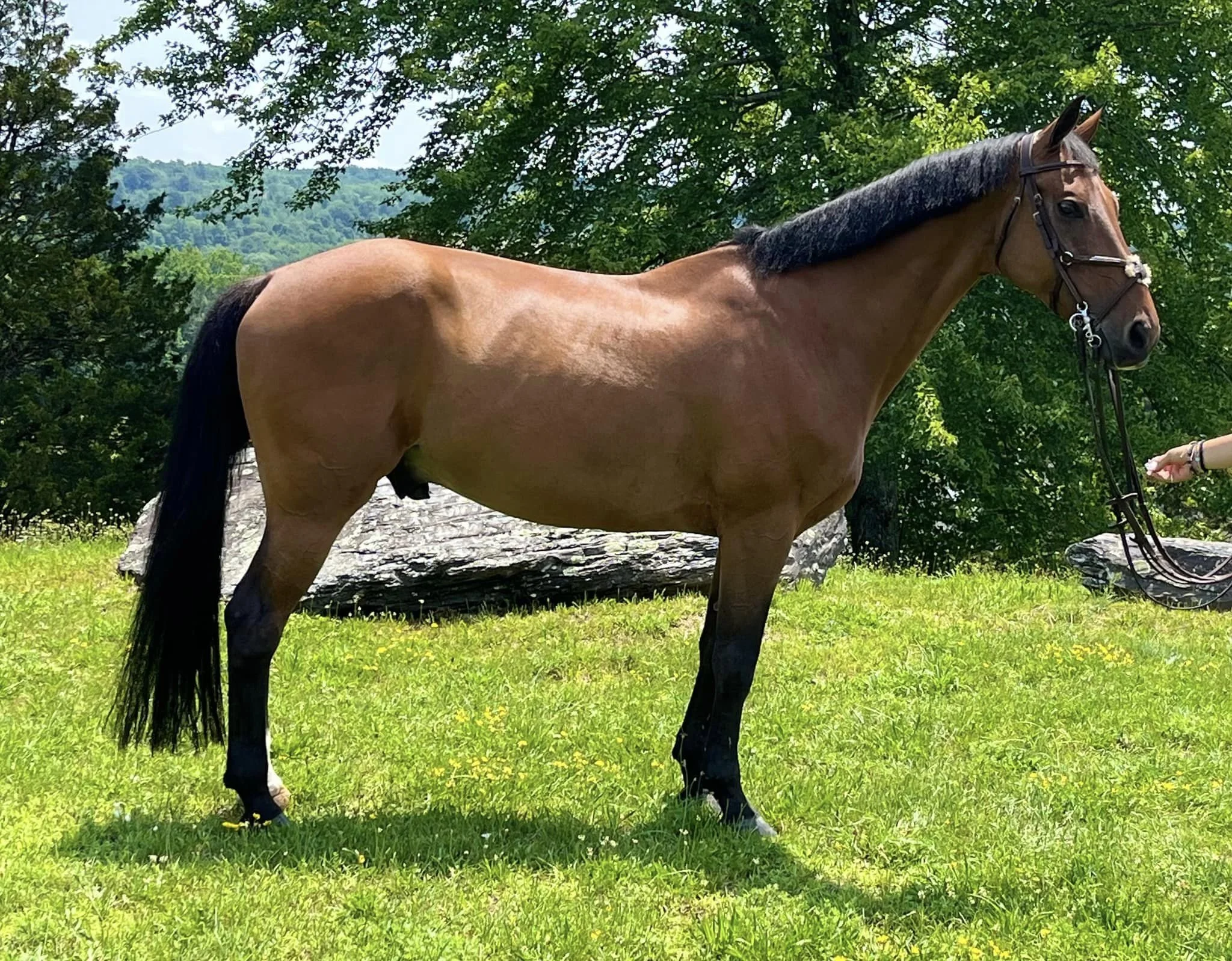 Sale Horses — The Stables at MiraBella