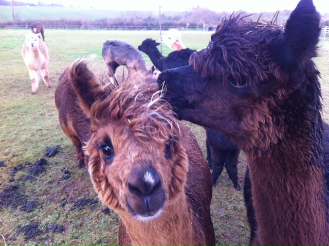 Stoke Wood Alpacas, Taunton, Somerset UK
